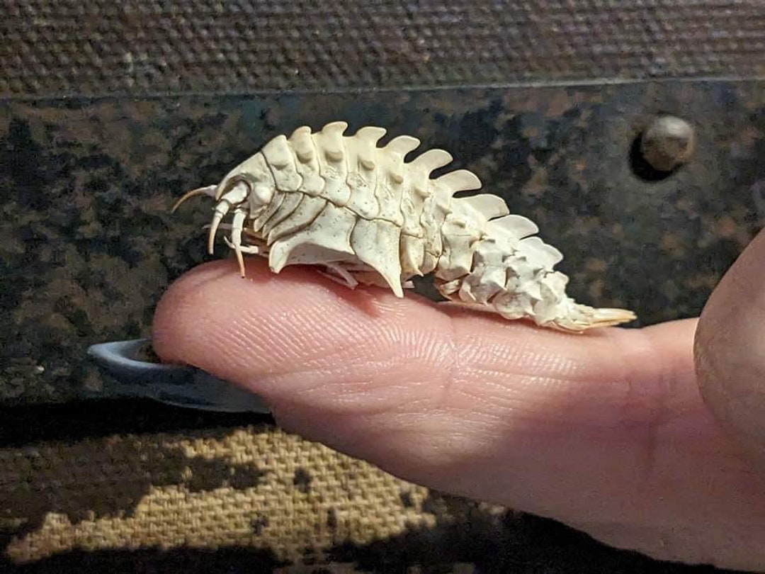 Epimeria Loricata - Etsy