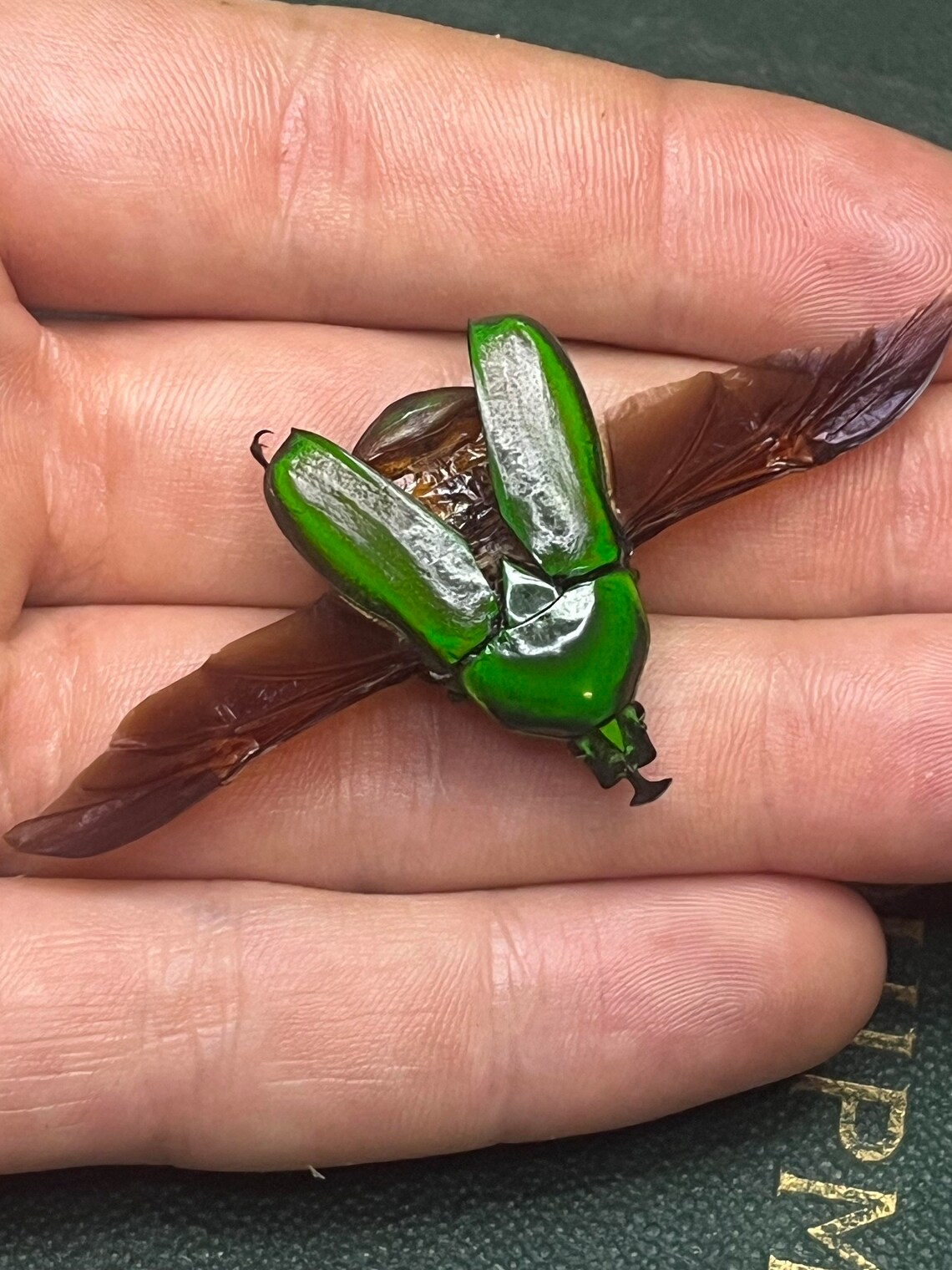 Trigonophorus Dilutus A1 Unspread for All Your Art Project and ...