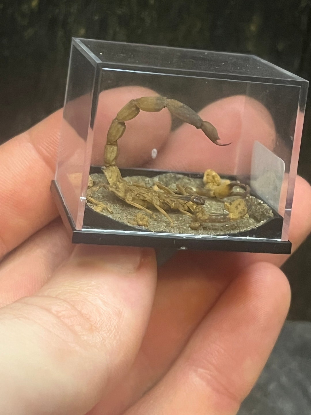 Baby Scorpions in Natural Display Cases - Etsy
