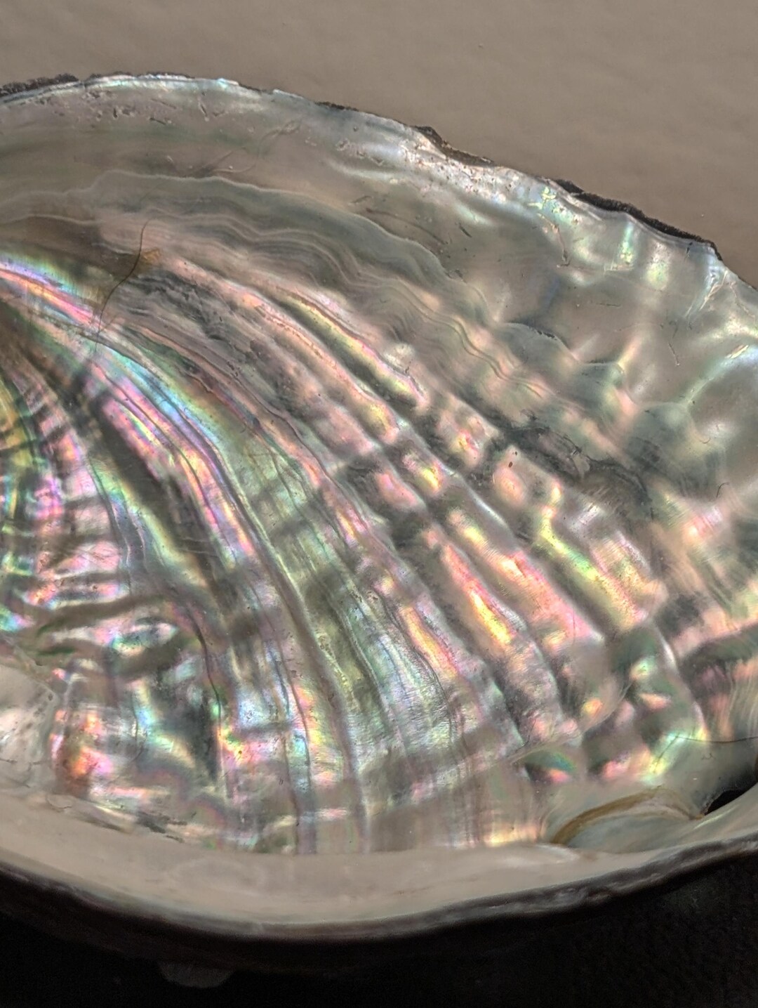 Abalone Shell for All Your Art Projects and Decoration Needs. - Etsy