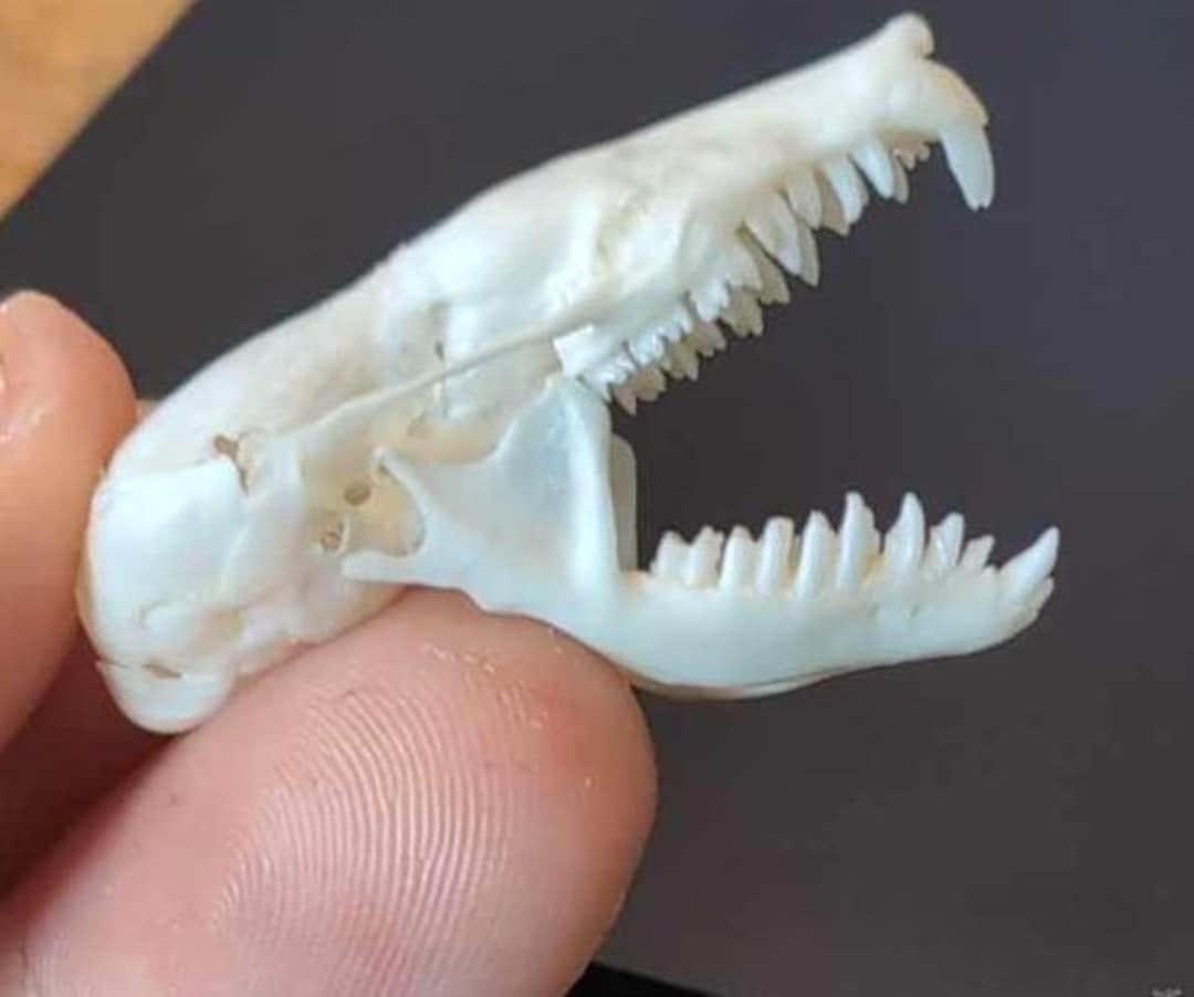 Eastern Mole Skull (scalopus Aquaticus)! for Artwork, Decoration or ...