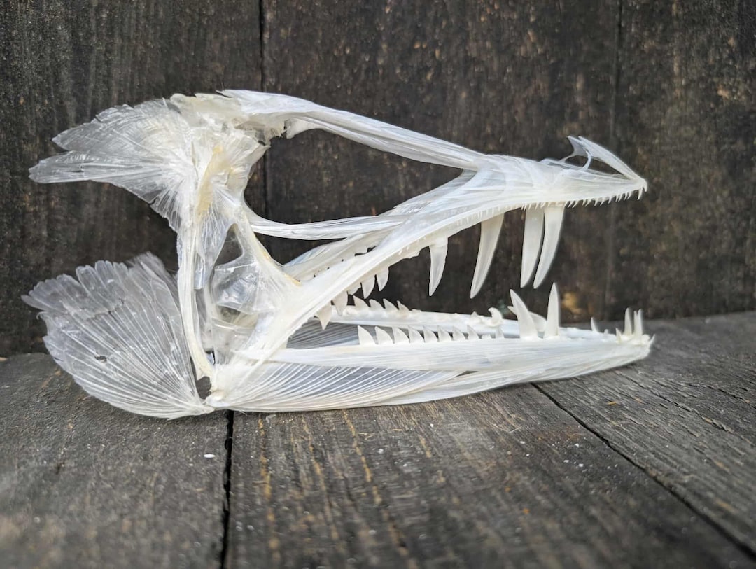 Deep Sea Fish Skull - Long Snouted Lancet - Alepisaurus Ferox #5 - Etsy