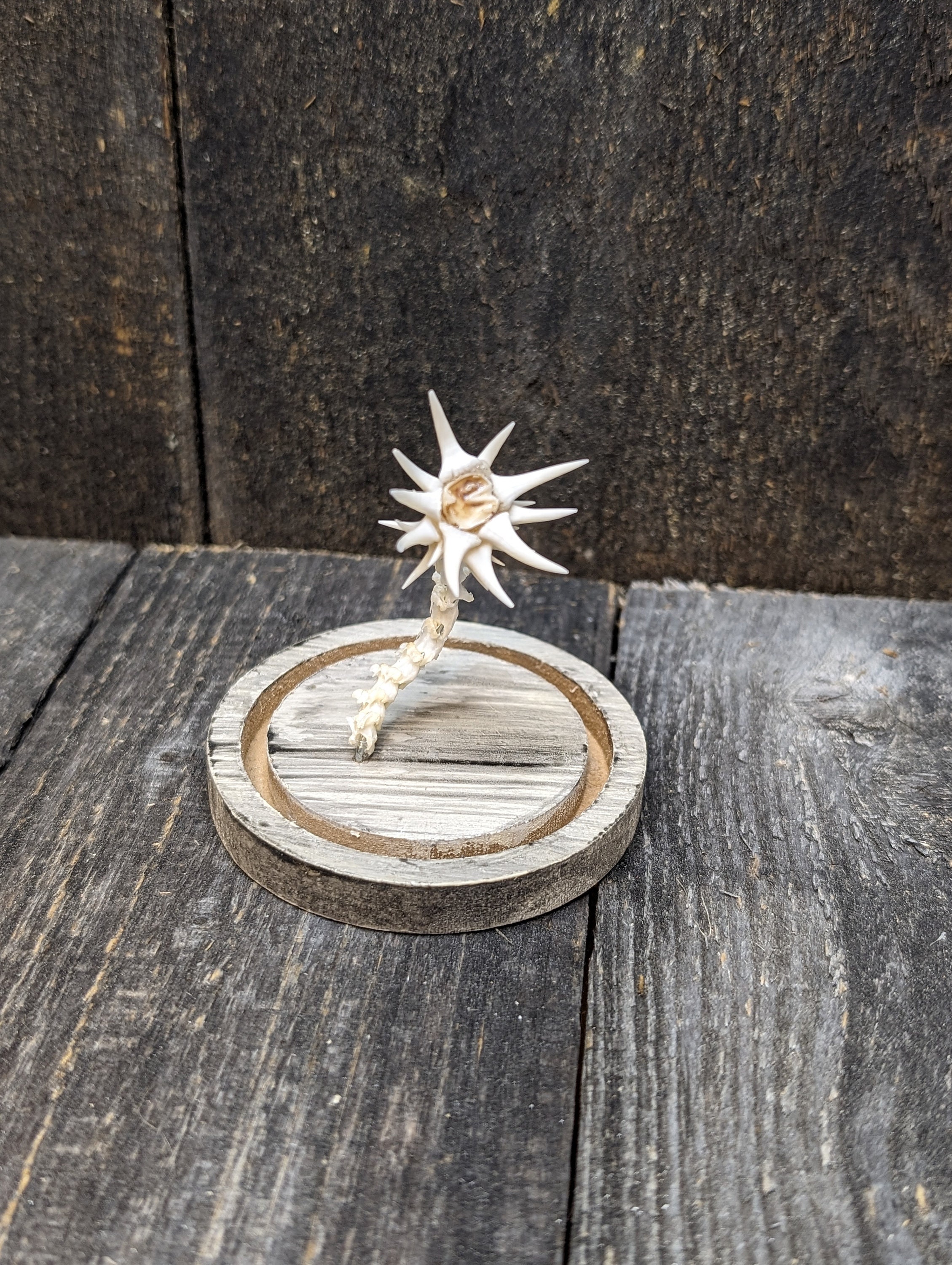 Anglerfish Tooth Bone Flower art - Etsy