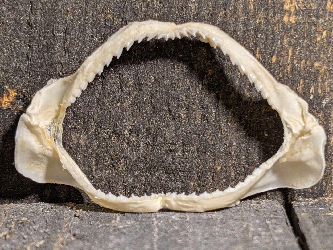Whitetip Reef Shark Jaws - Triaenodon Obesus - Etsy