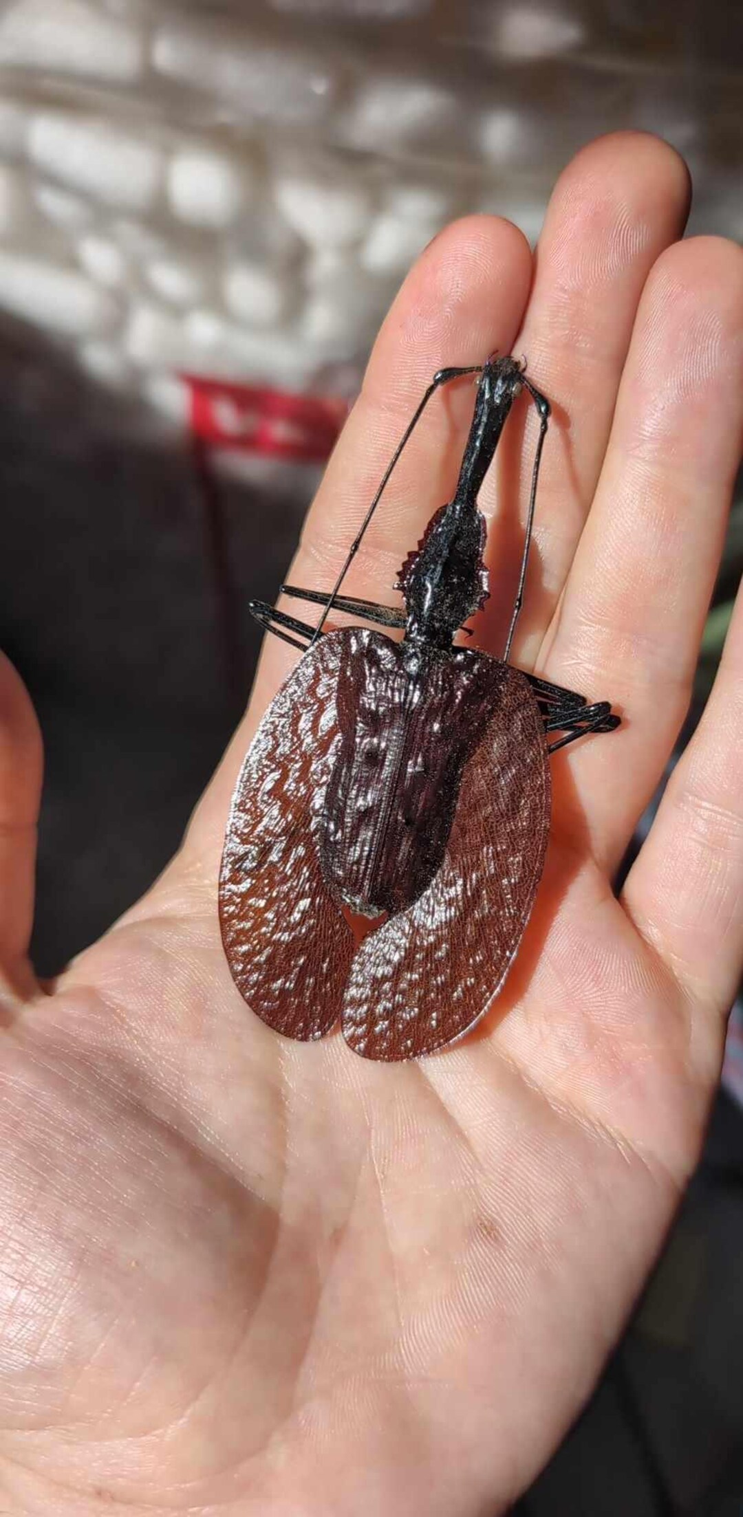 Violin Beetle - Mormolyce Phyllodes A1 Unspread and Unmounted for All ...