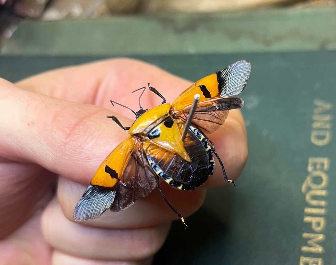 Man Faced Bug - Catacanthus Incarnatus Unspread A1 for All Your Art ...