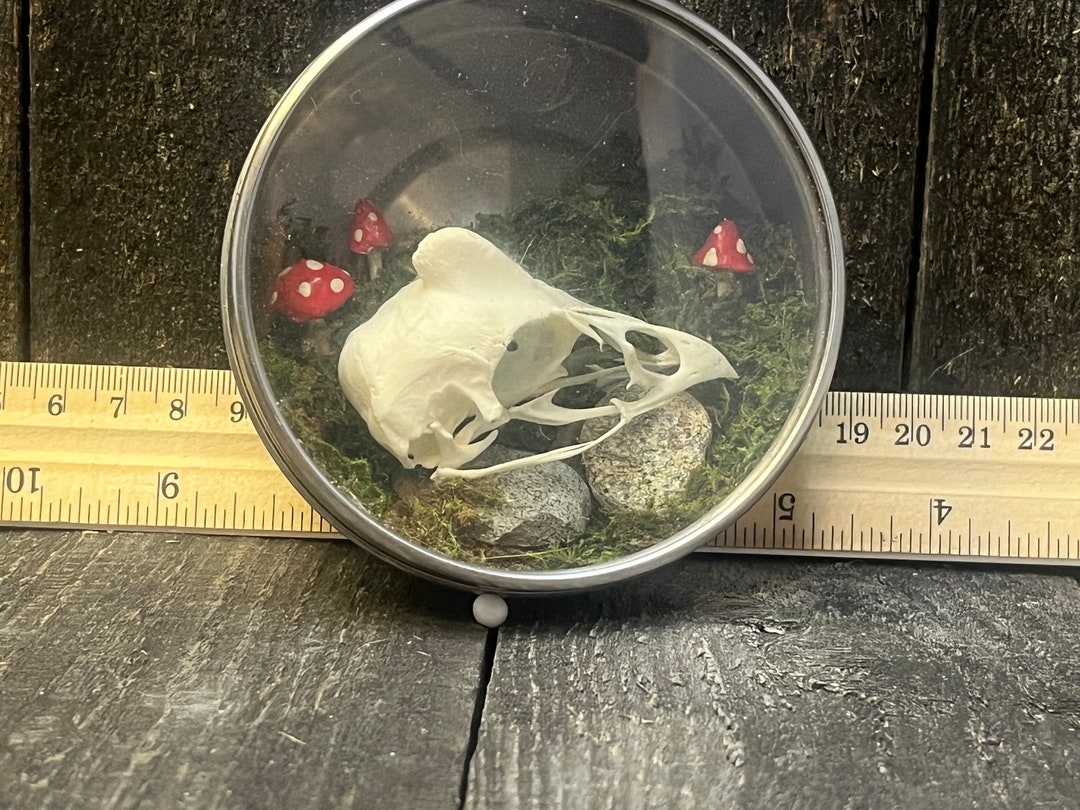 Male Guinea Hen/fowl Skull in Display #5 - Etsy