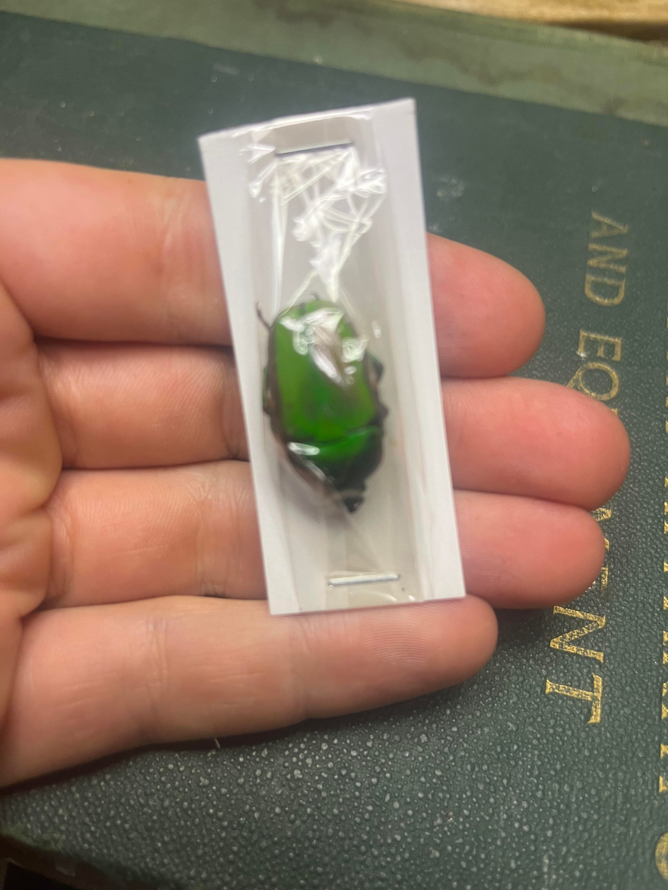 Trigonophorus Dilutus A1 Unspread for All Your Art Project and ...