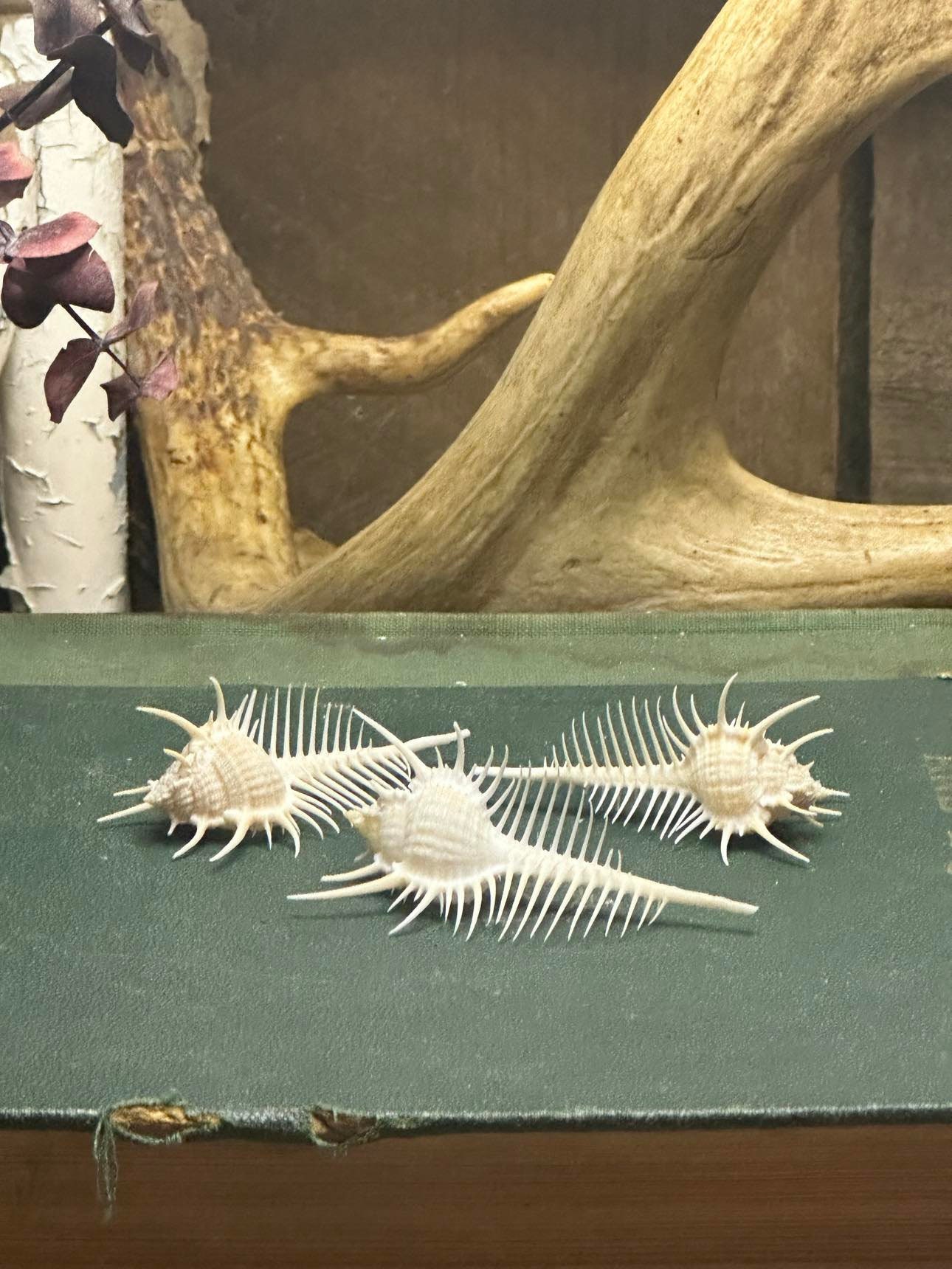 Venus Comb Murex Shell - Murex Pecten for Art Projects and Decorations ...