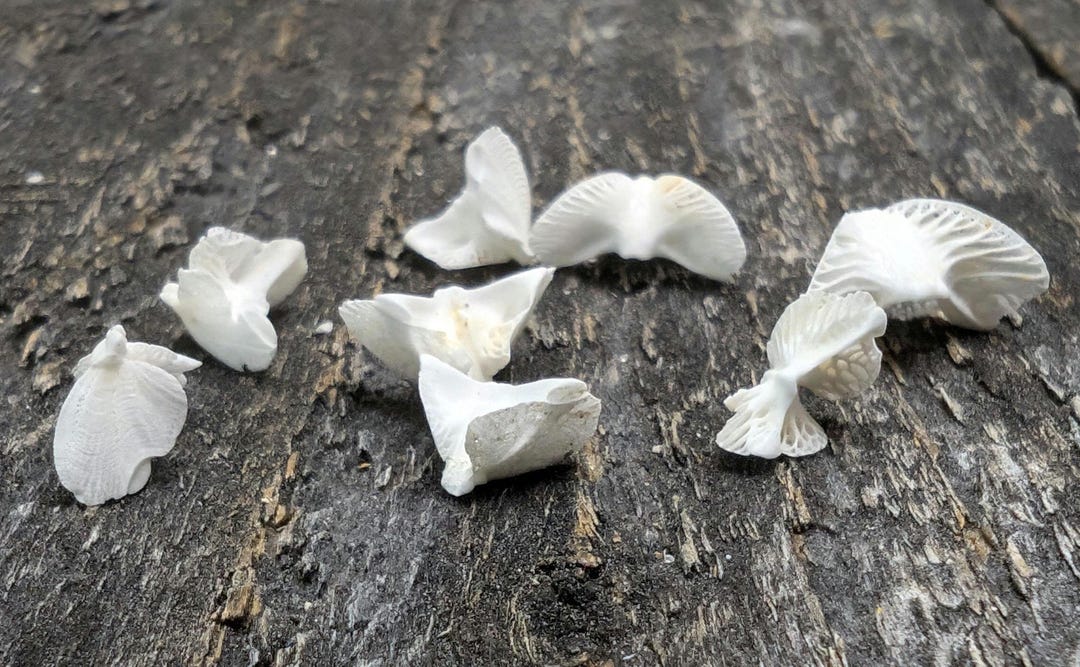 Sand Dollar Teeth - Echinarachnius Parma - Etsy