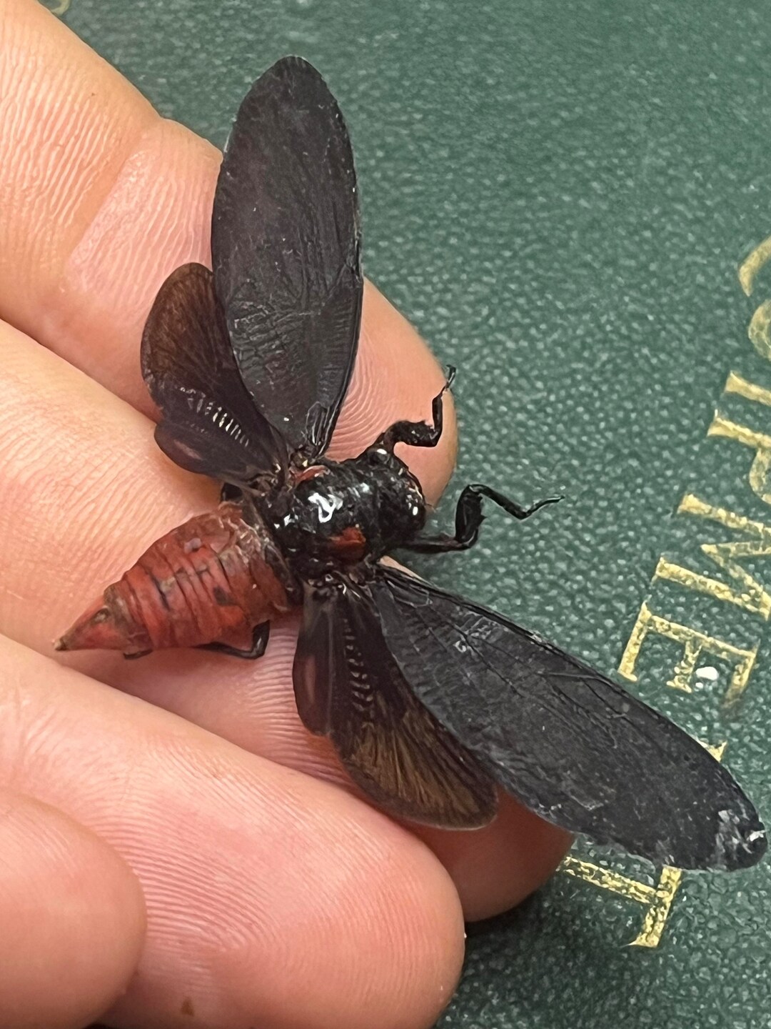 Black and Scarlet Cicada Heuchys Sanguinea Spread - Etsy