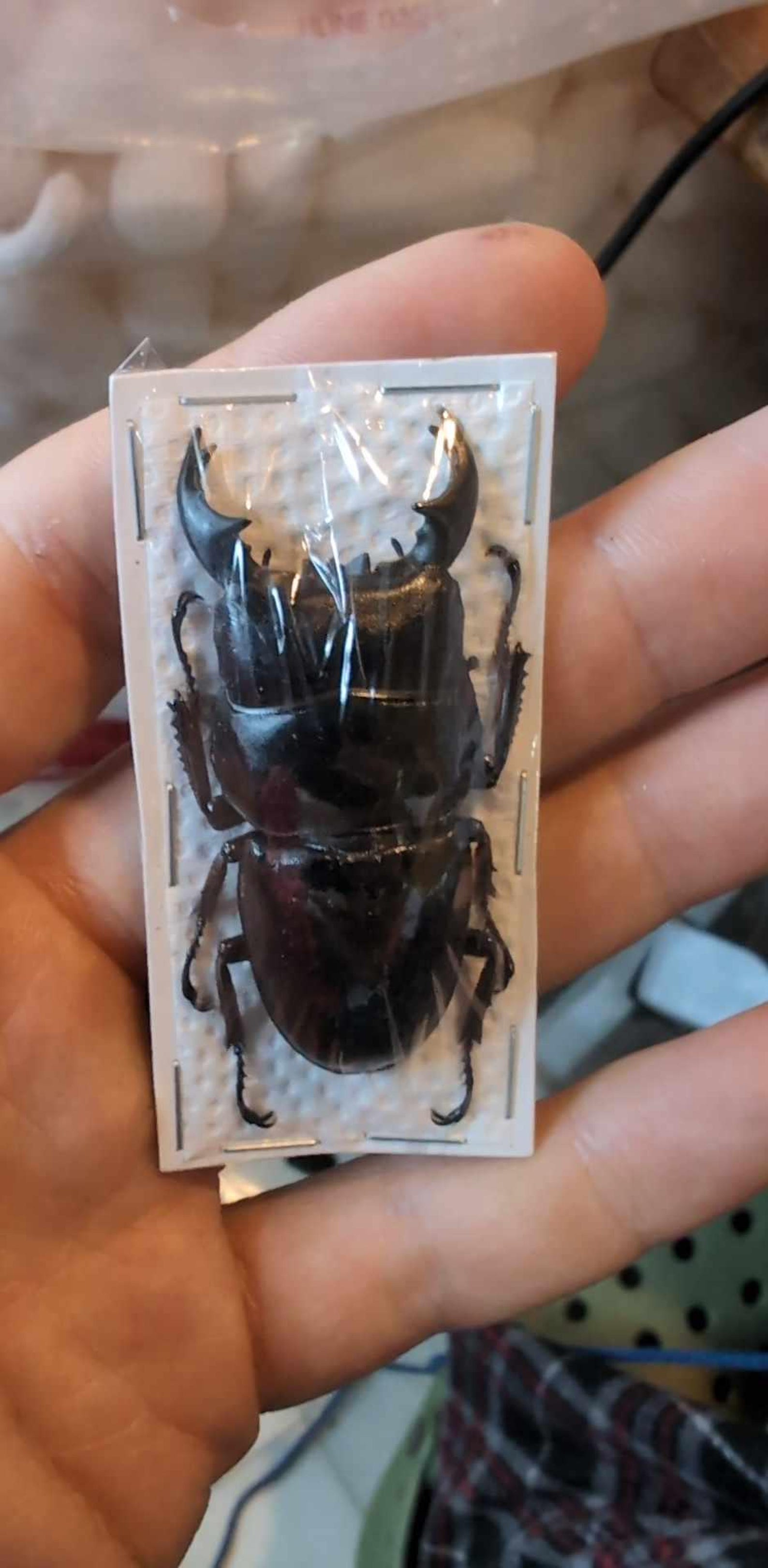 Stag Beetle Dorcus Alcides A1 Unspread and Unmounted for All Your Art ...