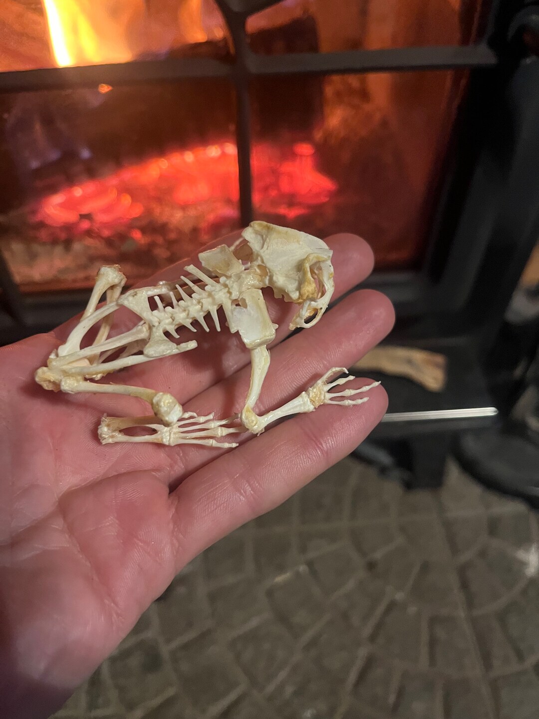 Common Asian Toad Skeleton - Etsy