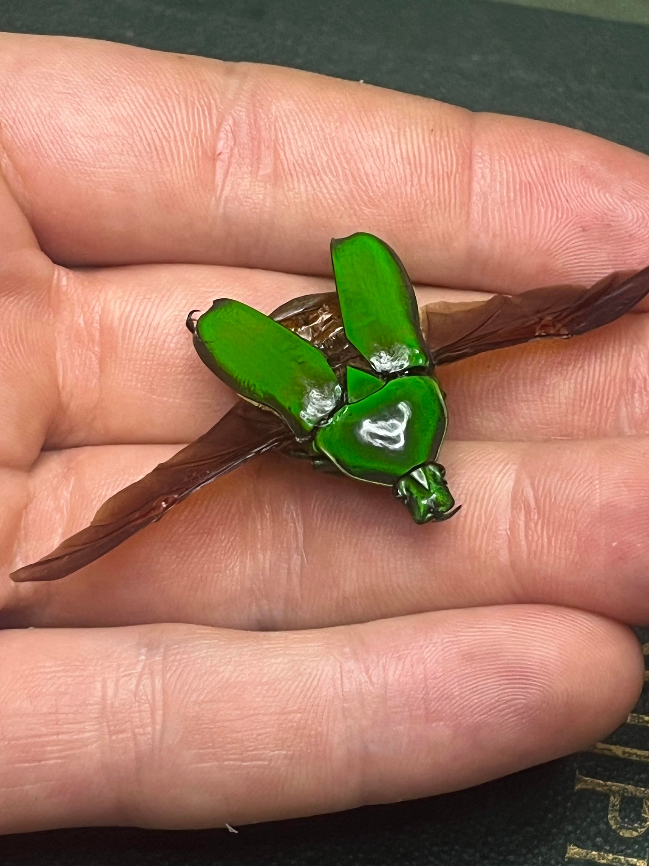 Trigonophorus Dilutus A1 Unspread for All Your Art Project and ...