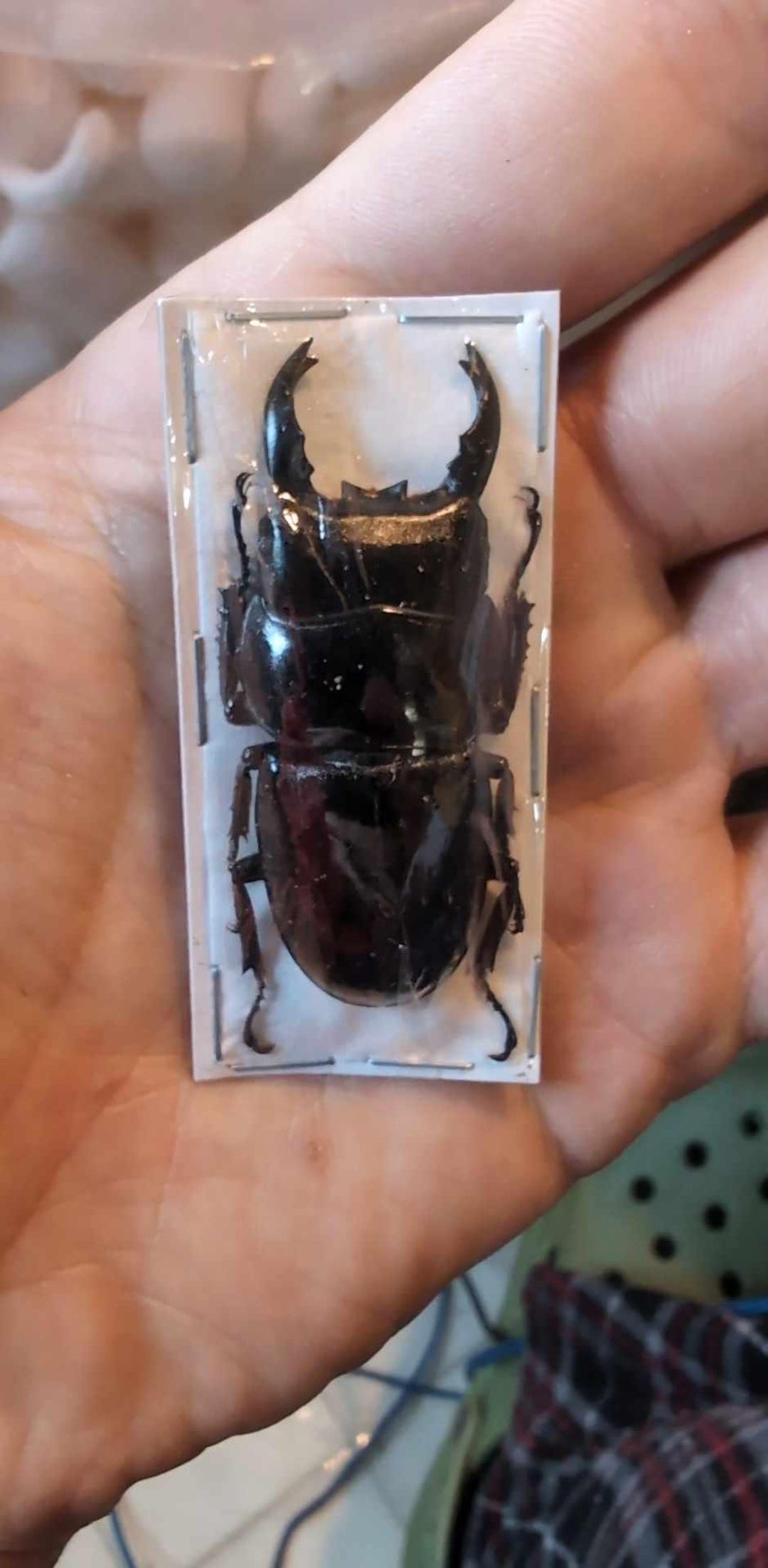 Stag Beetle - Dorcus Taurus A1 Unspread and Unmounted for All Your Art ...