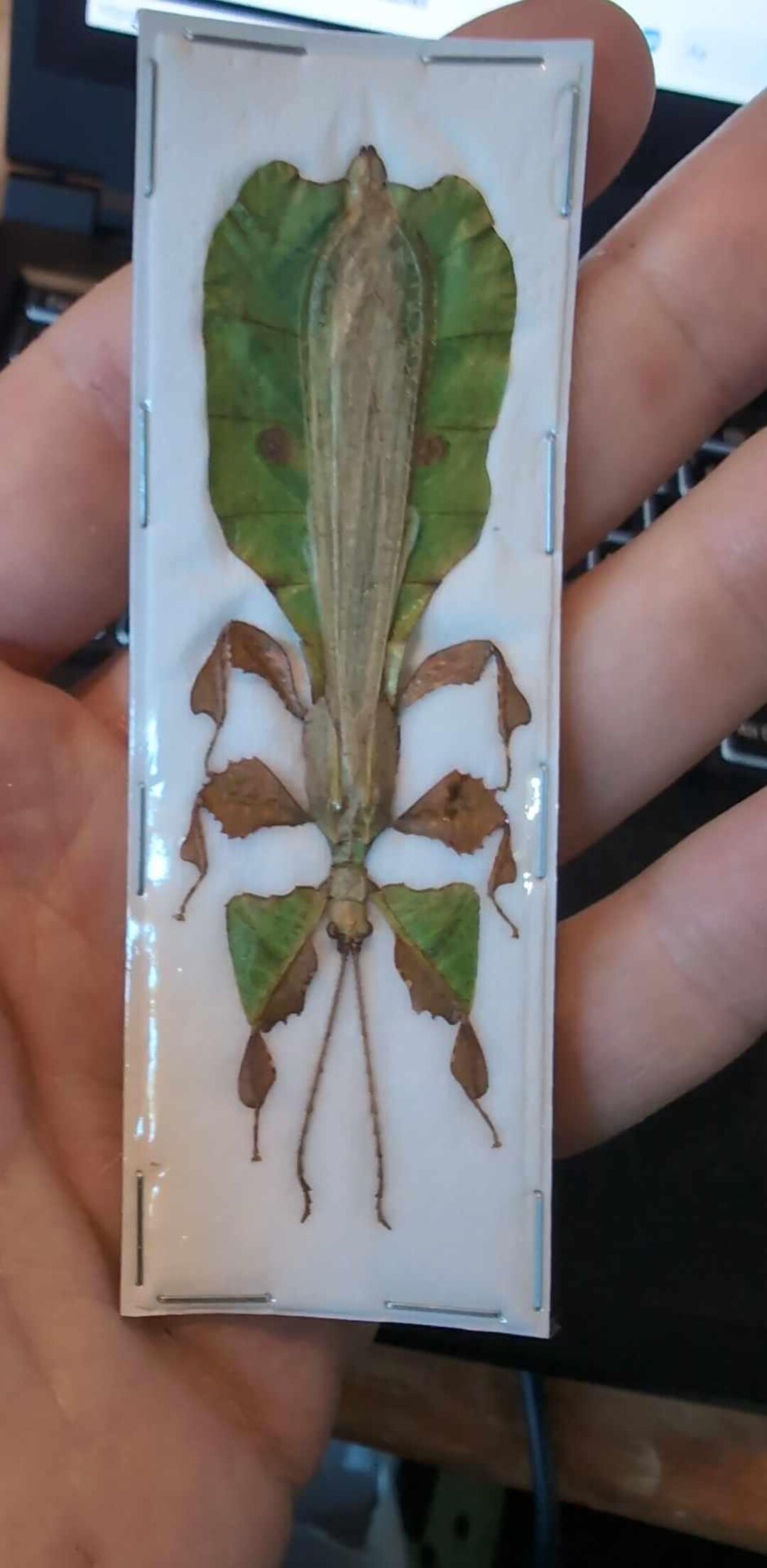 Giant Leaf Insect - Phyllium Pulchrifolium A1 Unspread and Unmounted ...