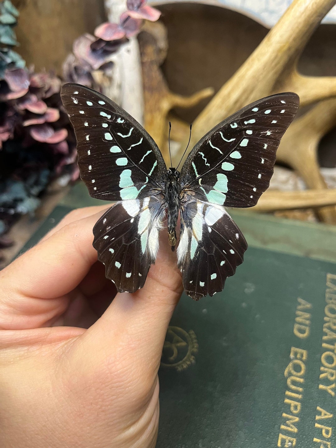 Meyers Triangle Butterfly - Graphium Meyeri Unspread A1 for All Your Art Projects and Taxidermy ...