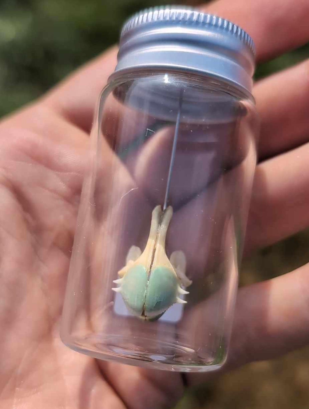 Real Parrot Fish Beak in Display Vial/jar for Art or Marine Collections ...