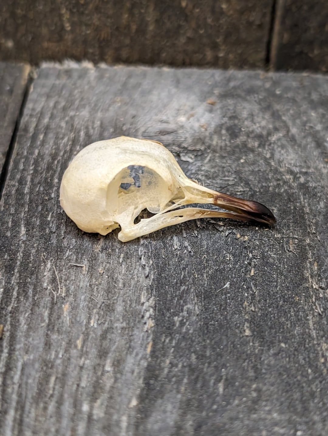 Spotted Dove Skull - Etsy