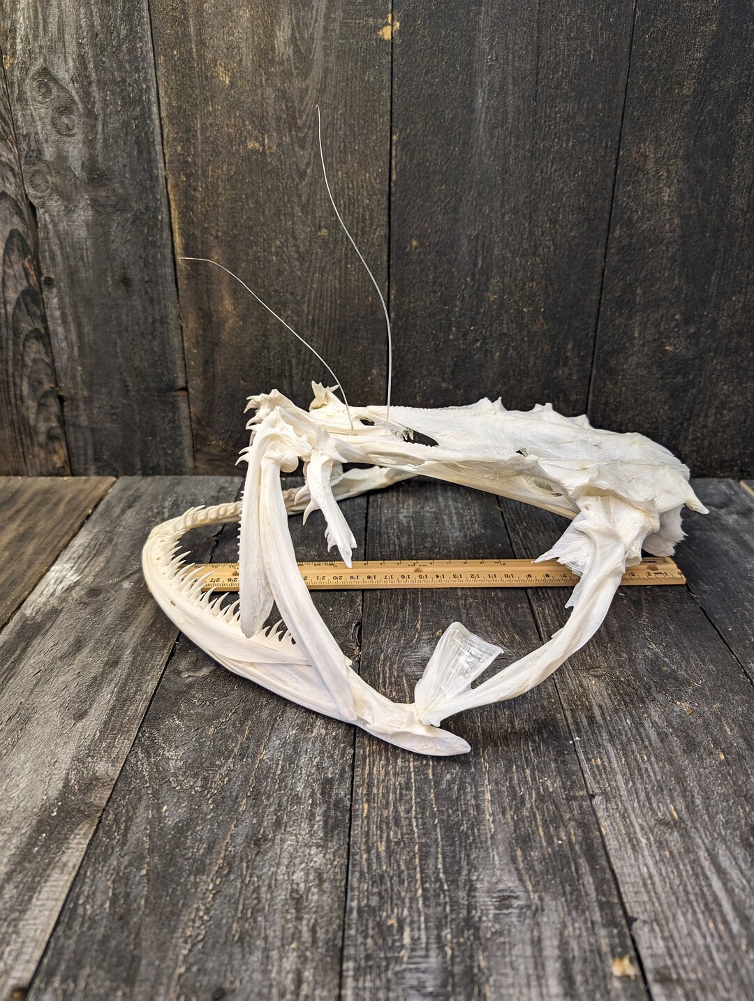 MASSIVE Anglerfish Skulls - Etsy