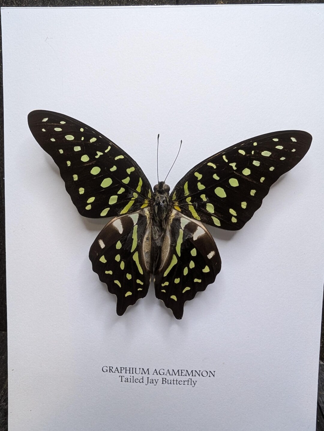Tailed Jay Butterfly - Graphium Agamemnon for All Your Art Projects and ...