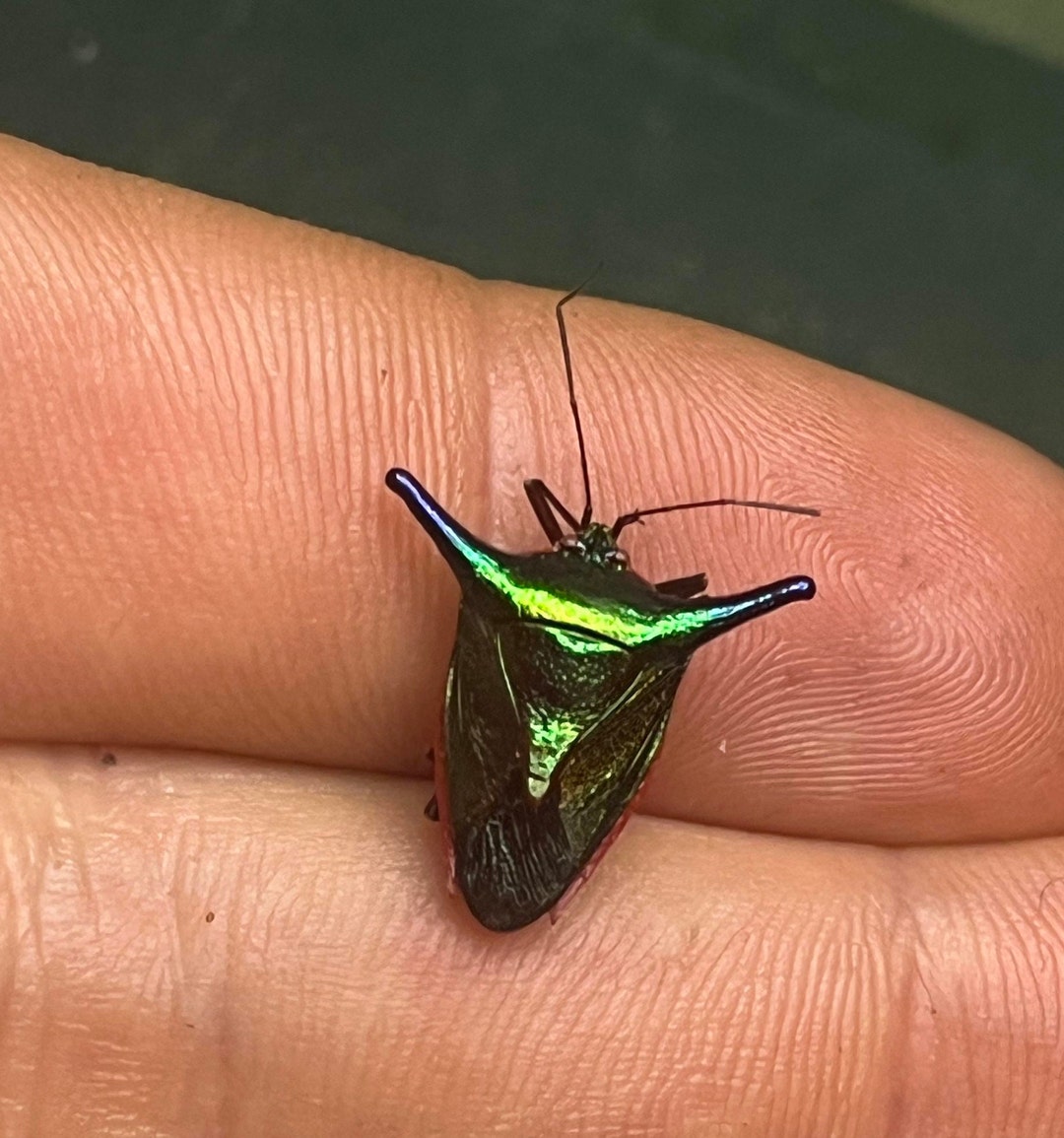 Double Horned Stink Bug - Hemiptera Sp. Closed Wings A1 to Aa-for All ...
