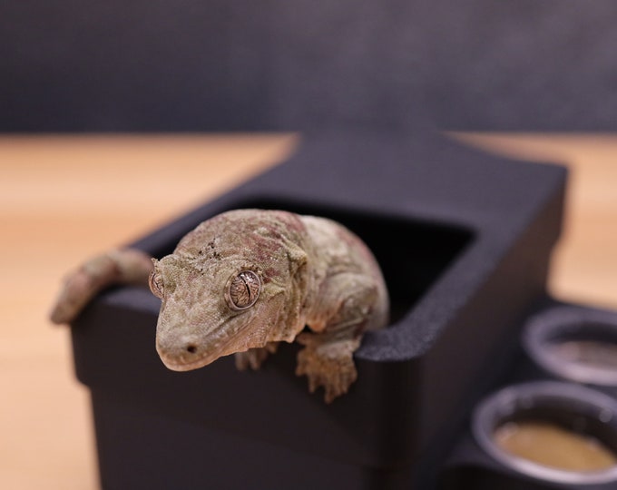 Triple Dish | Leopard Gecko Dish | Reptile Dish | Gecko Dish | Gecko ...