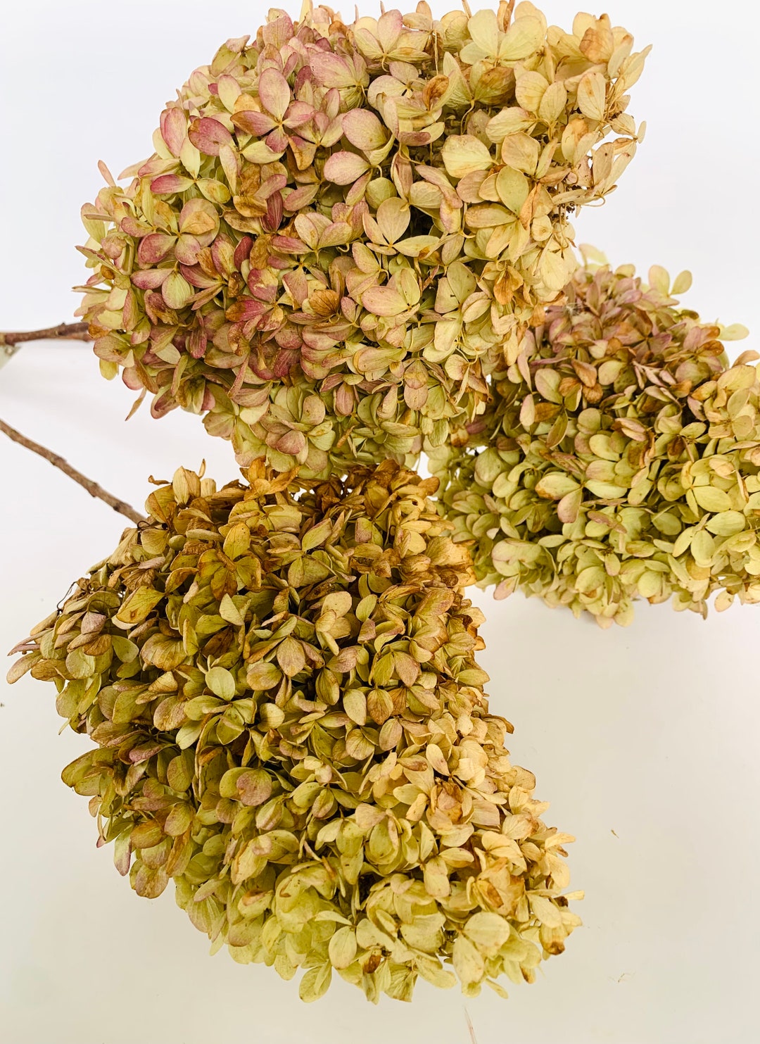 Dried Hydrangeas With Stems Bundle - Etsy
