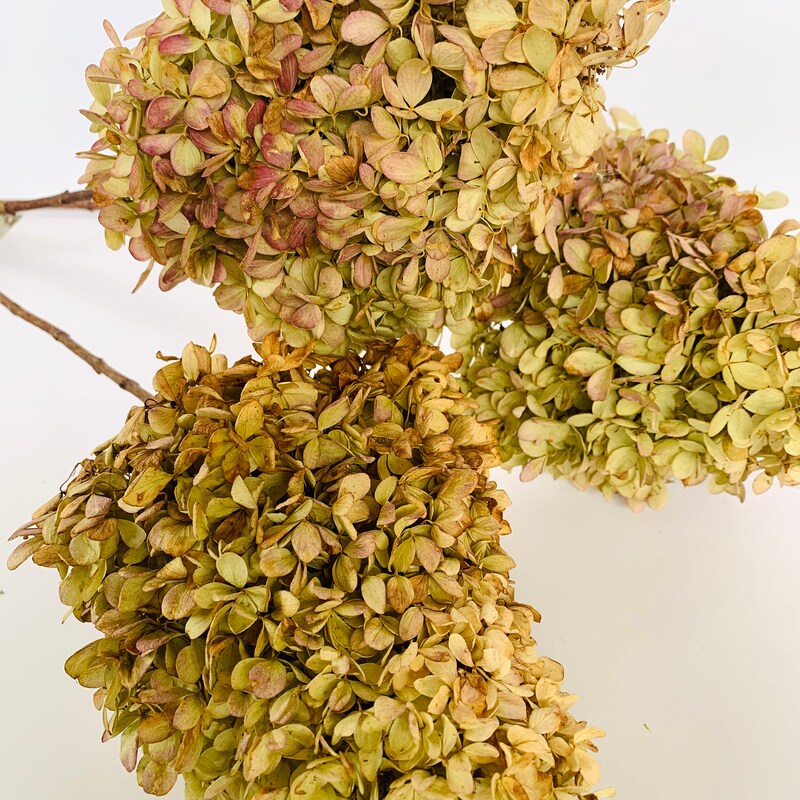 Dried Hydrangea - Etsy