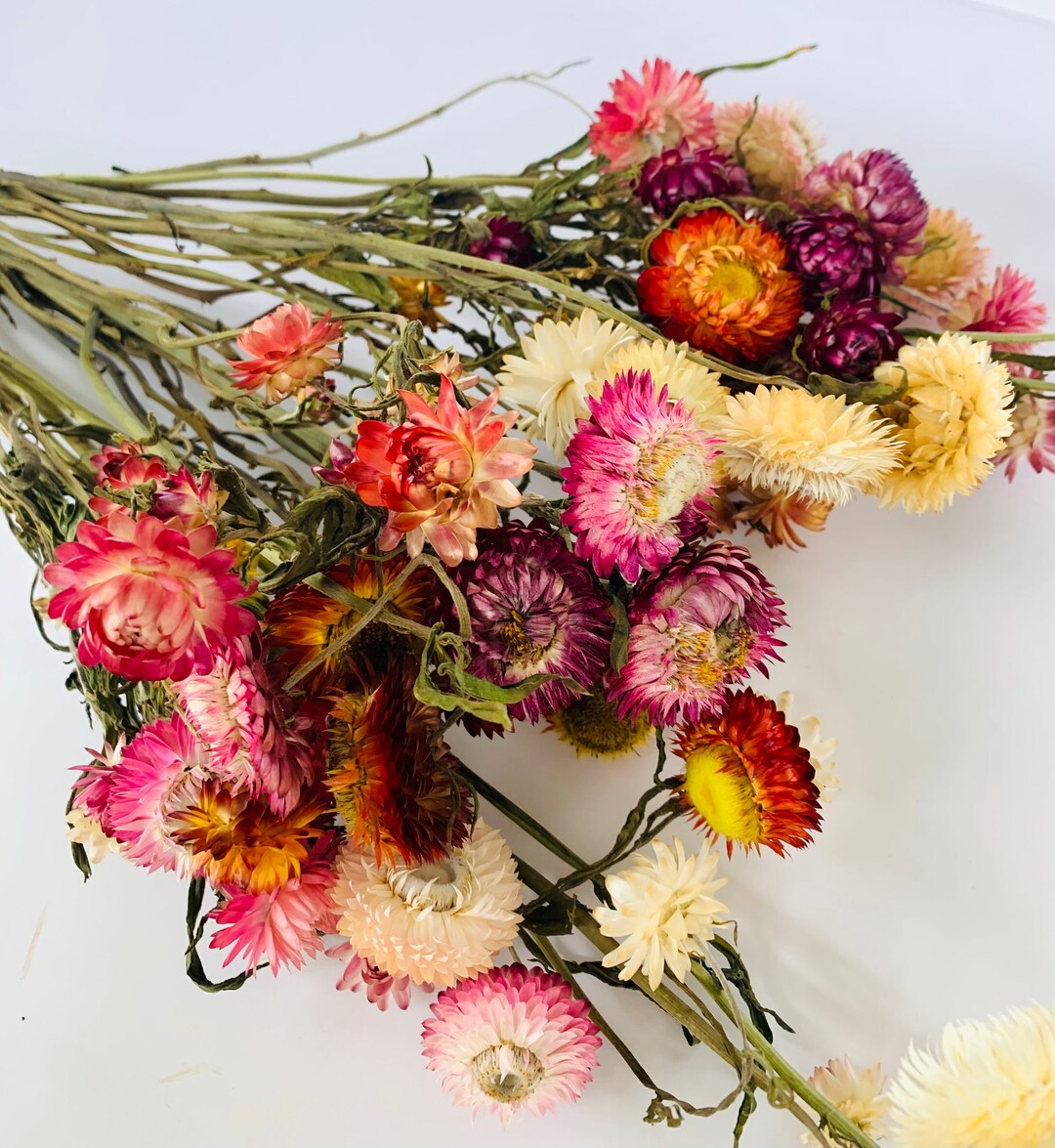 Dried Multicolor Strawflowers Home Decor Dried Floral Wedding Decor ...