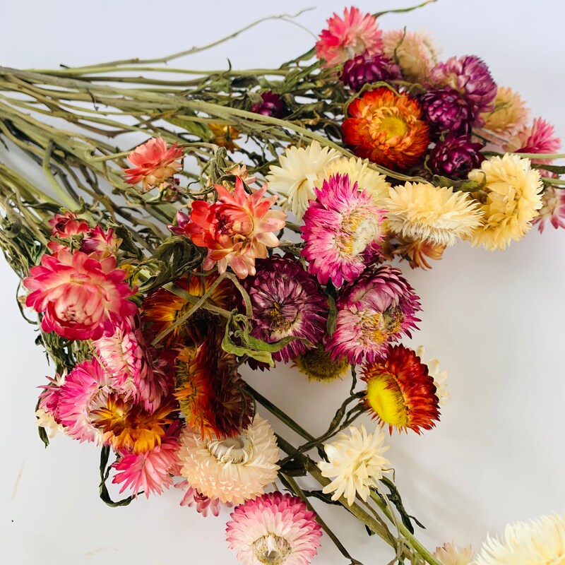 Strawflowers - Etsy