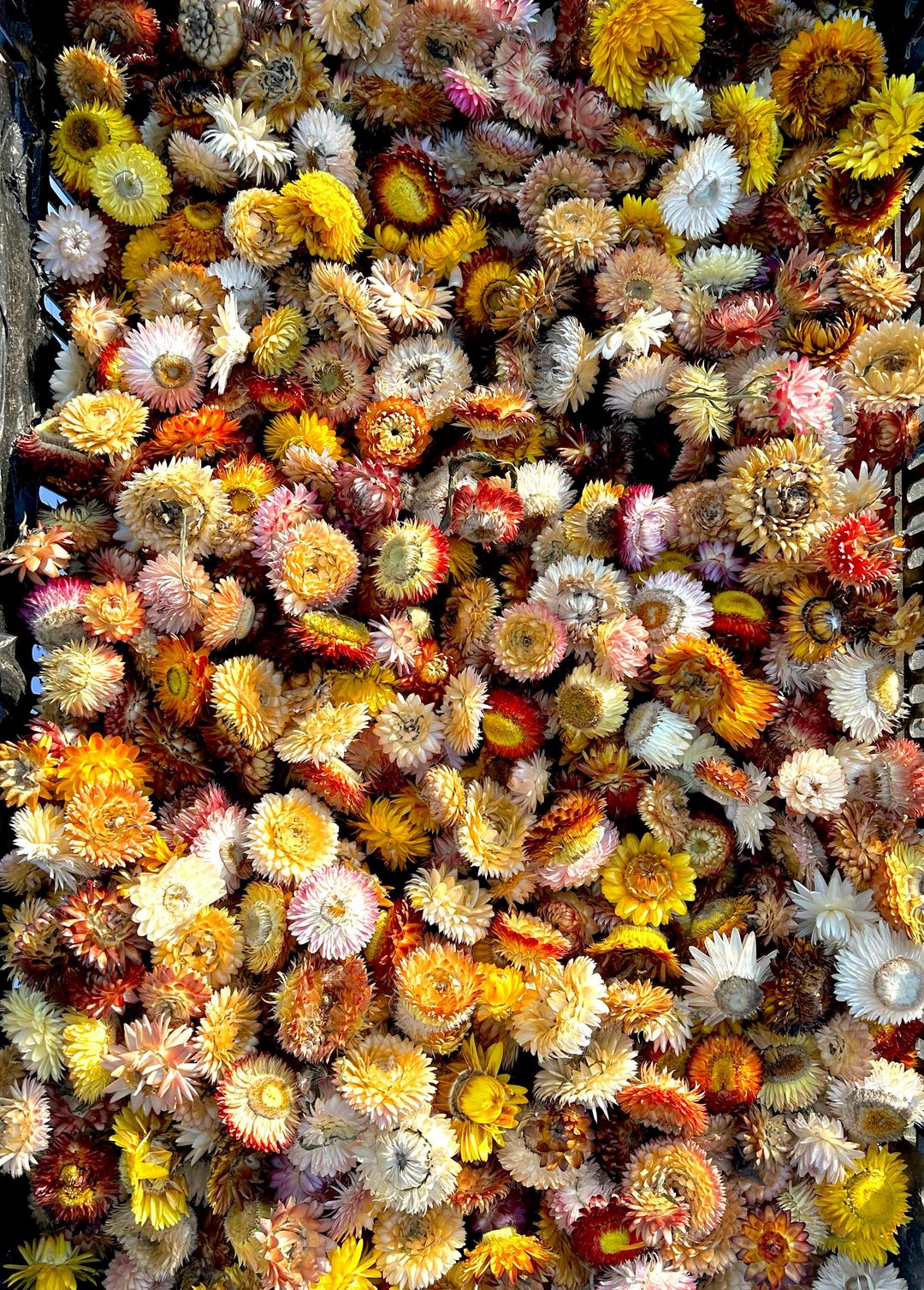 Strawflower Heads Dried Floral Botanical Decor All Natural Organic ...