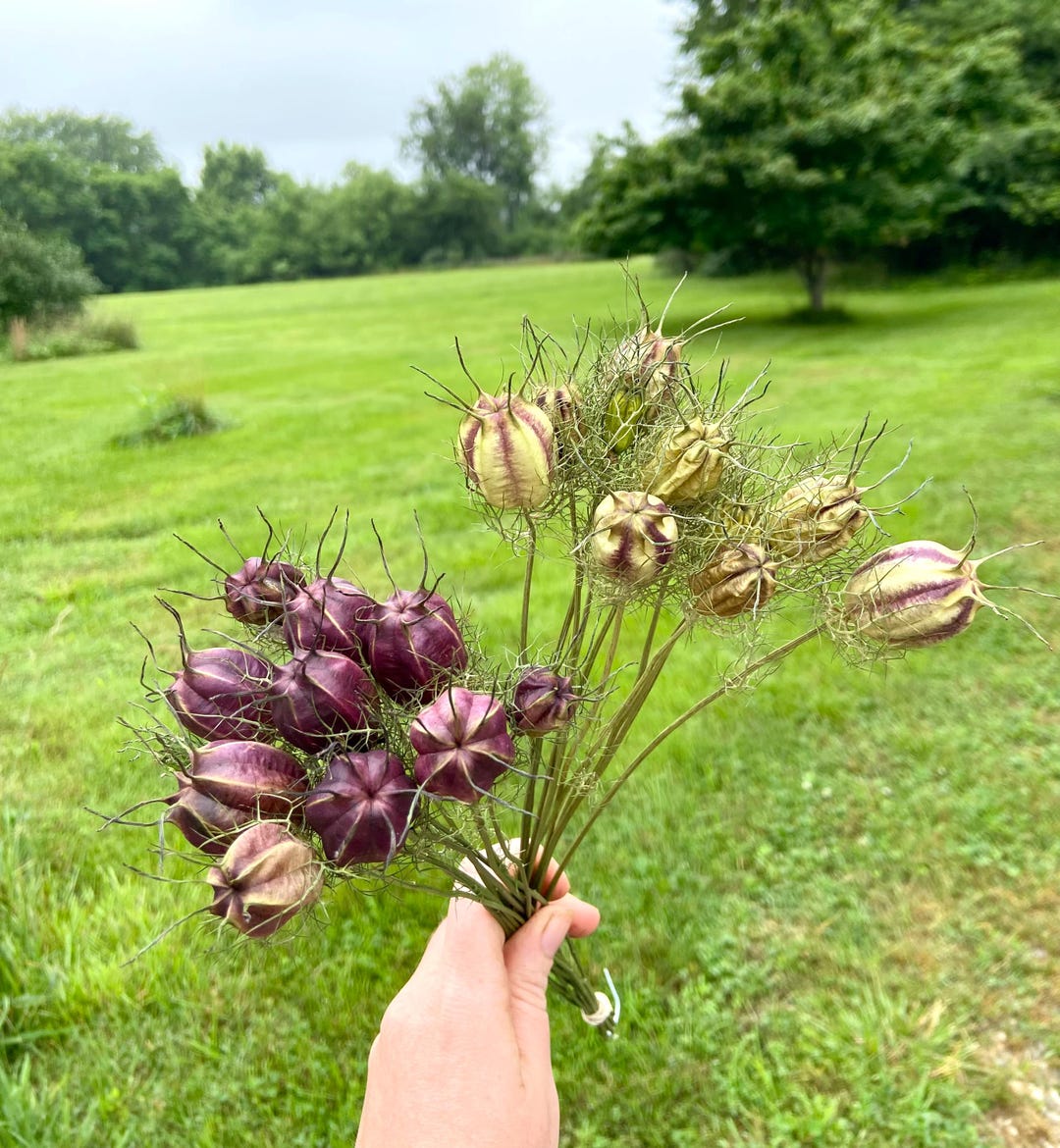 Dried Nigella Seed Pods: Burgundy or Striped Dried Floral Decor and ...
