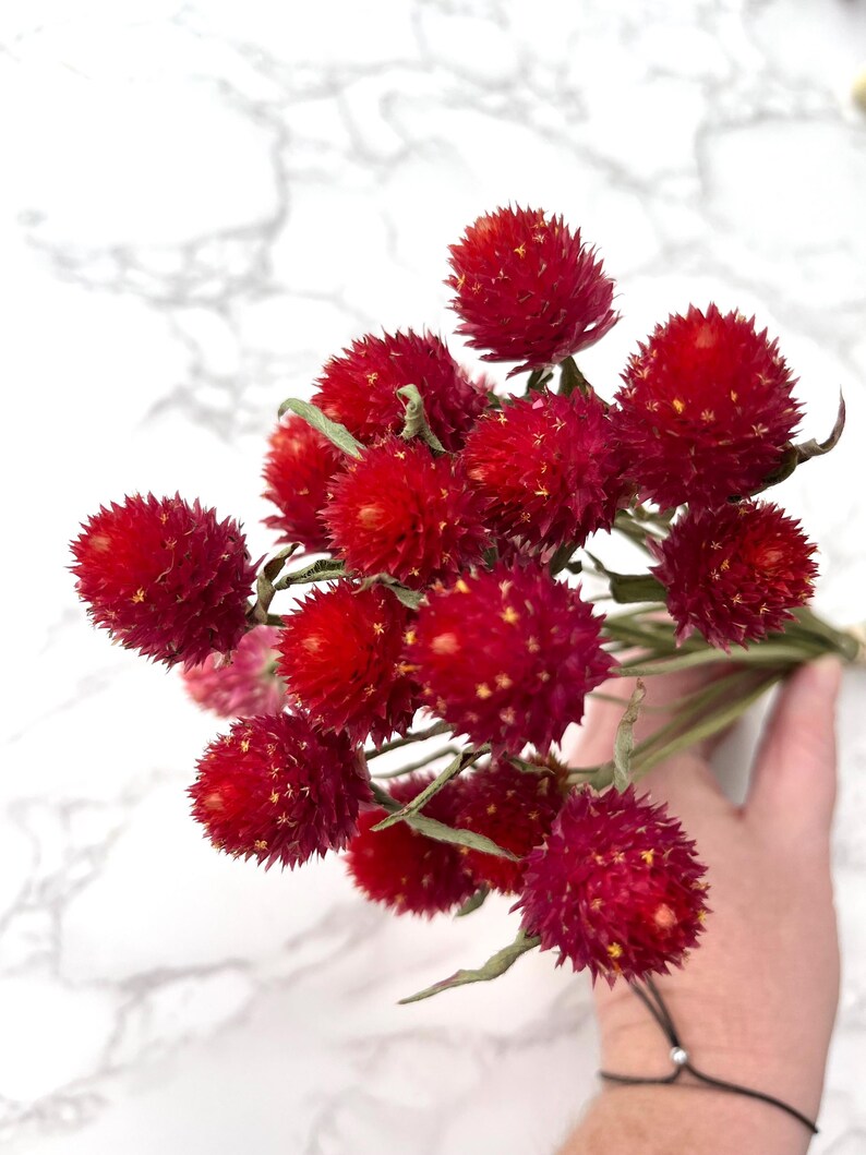 Dried Red Gomphrena Flower Bunch: Globe Amaranth DIY Crafts Home Decor ...