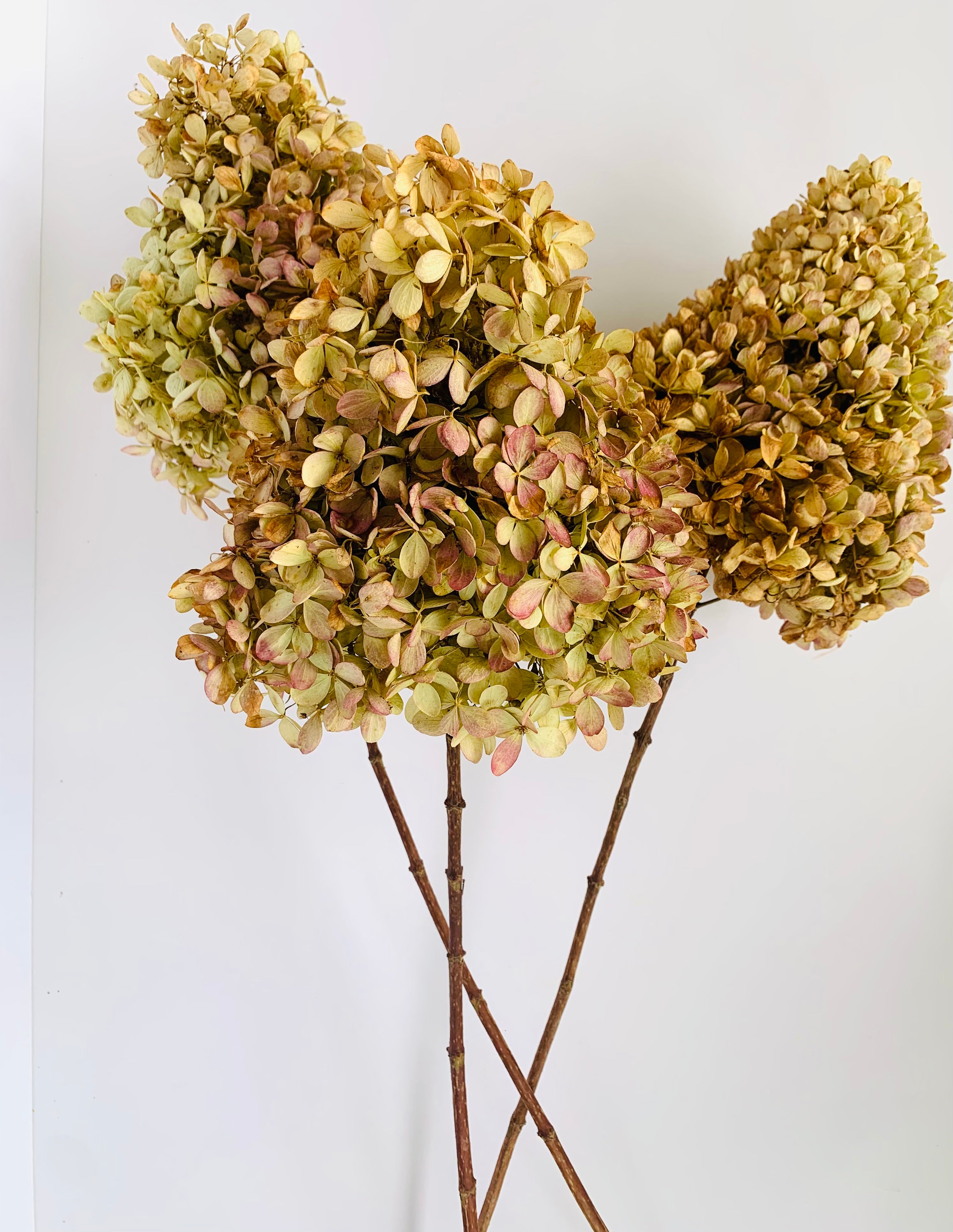 Dried Hydrangeas With Stems Bundle - Etsy