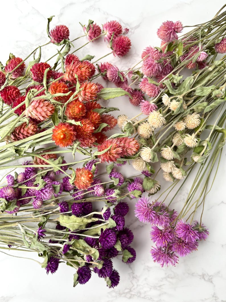 Dried Red Gomphrena Flower Bunch: Globe Amaranth DIY Crafts Home Decor ...