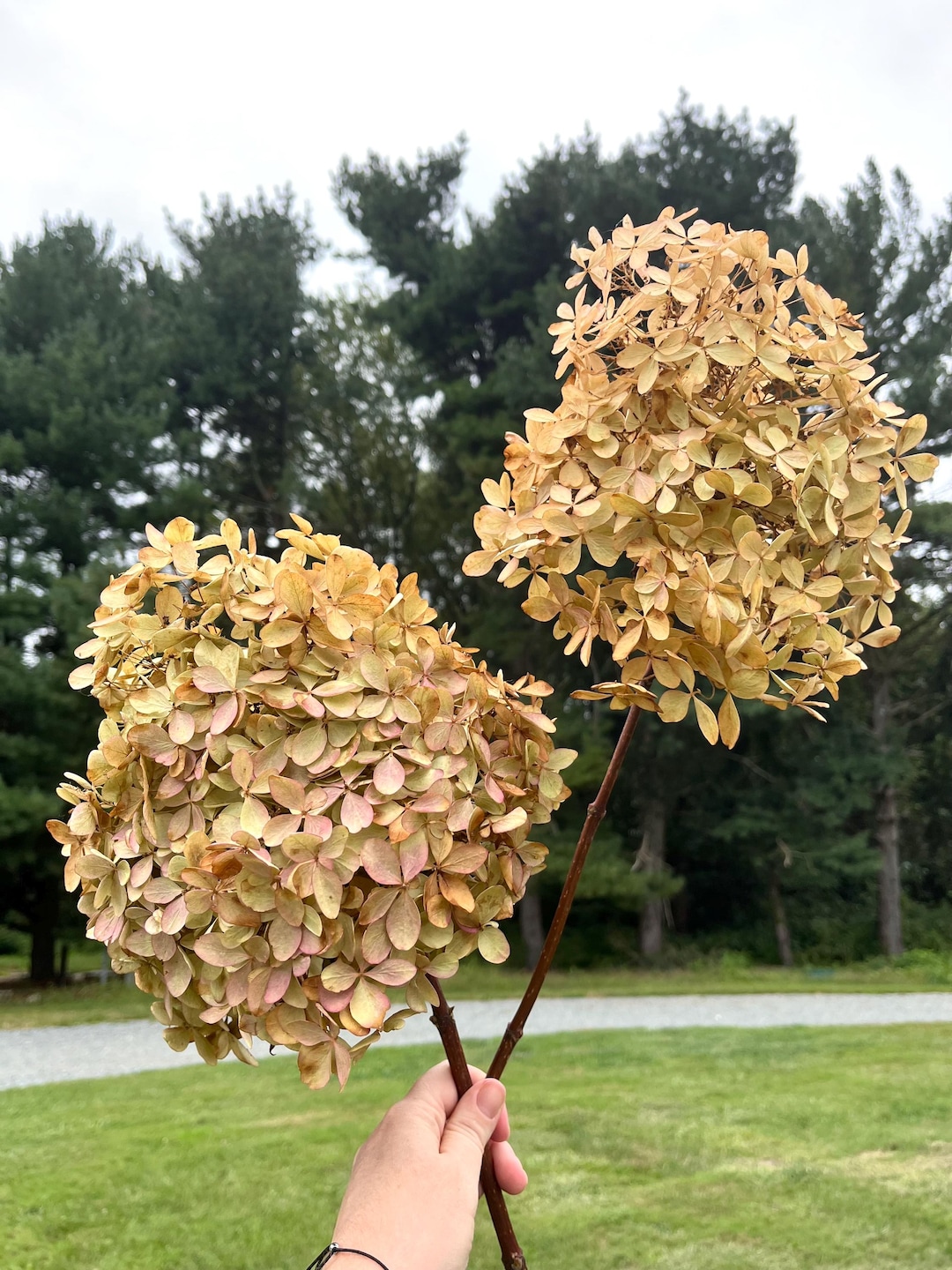 Dried Hydrangeas With Stems Bundle: Vintage Cottage Home Decor - Etsy