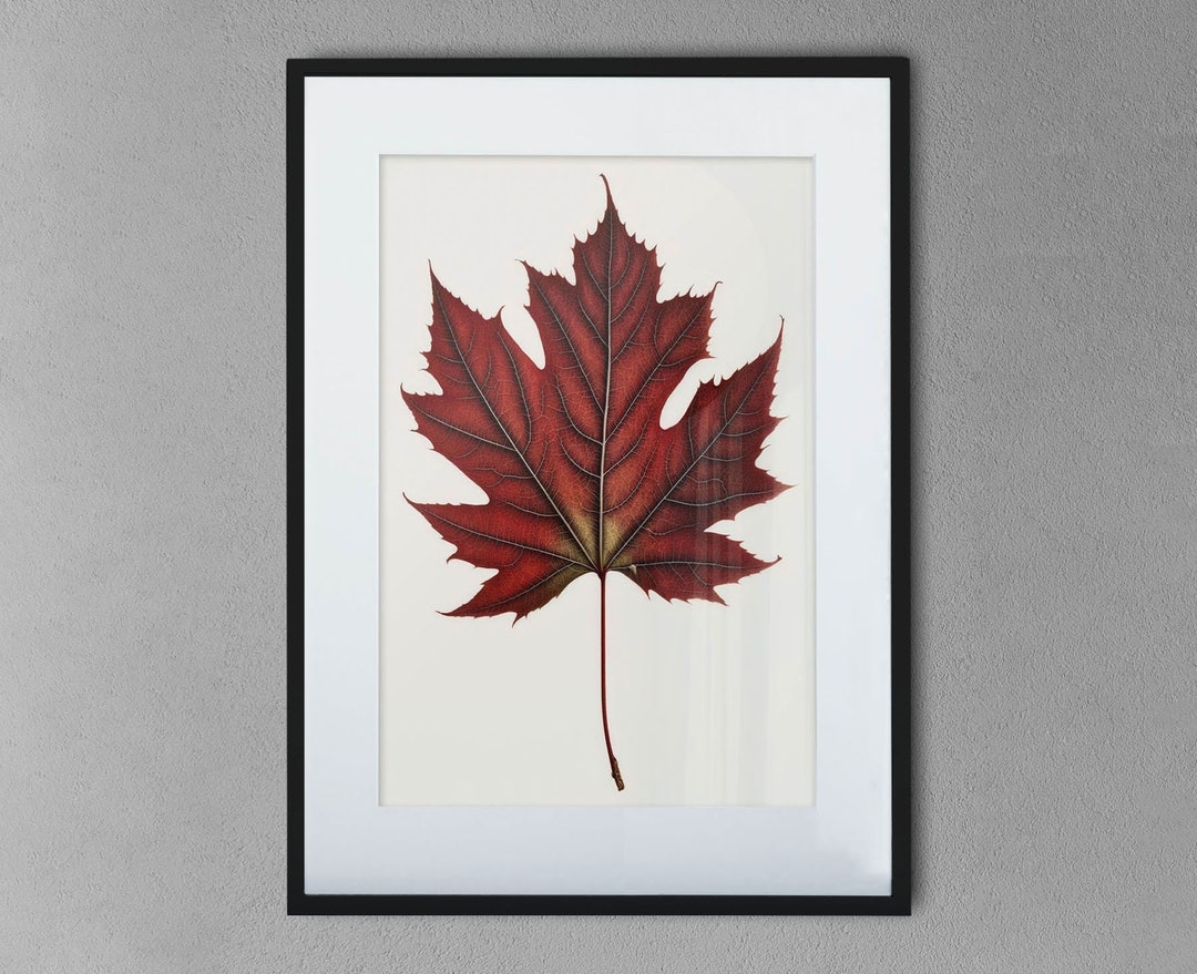 Botanical Illustration of a Red Maple Leaf (modern) - Printable Wall ...