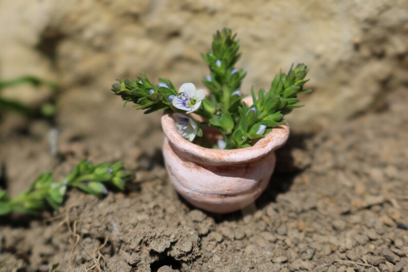 Polymer Clay Hand Painted Detailed Miniature Pots, 1/12 Realistic Anglo ...