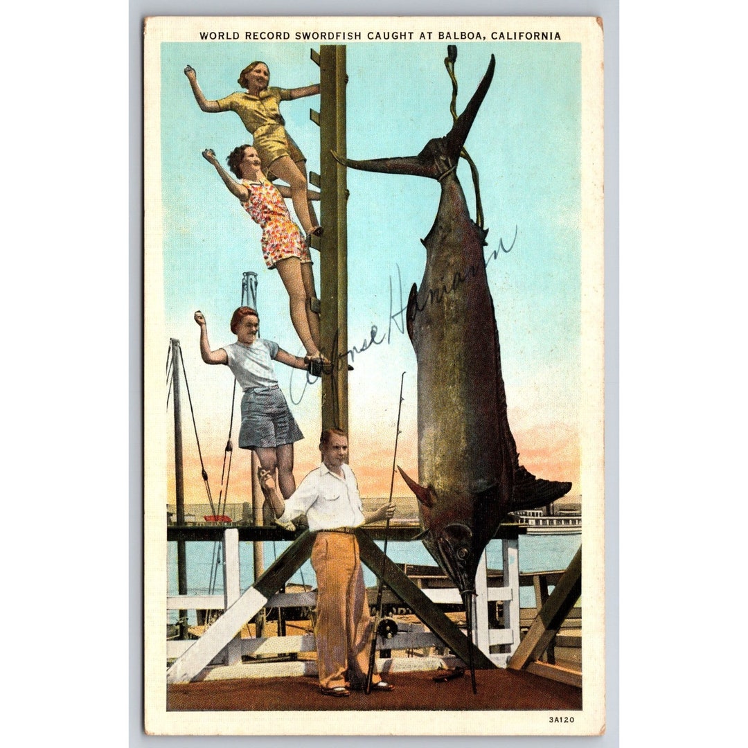 Postcard World Record Swordfish Caught at Balboa, CA Vintage Curt Teich ...