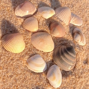 12 Natural Seashells From Algarve (medium/small Size) - Etsy