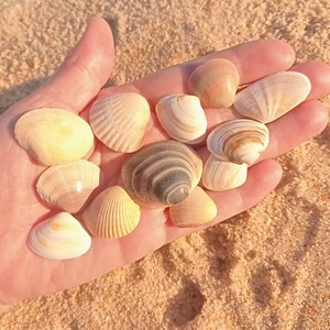 12 Natural Seashells From Algarve (medium/small Size) - Etsy