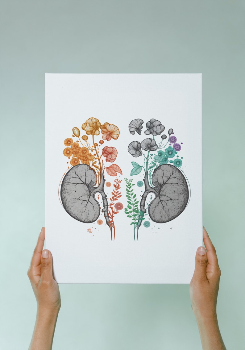 Kidney Print Renal Art Urologist Medical Office Decor Kidney Anatomy ...