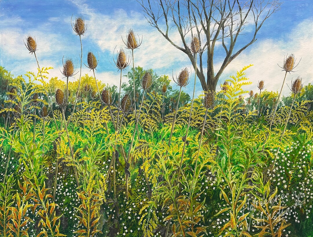 Floral Art Print: Wild Teasel and Golden Rod - Etsy