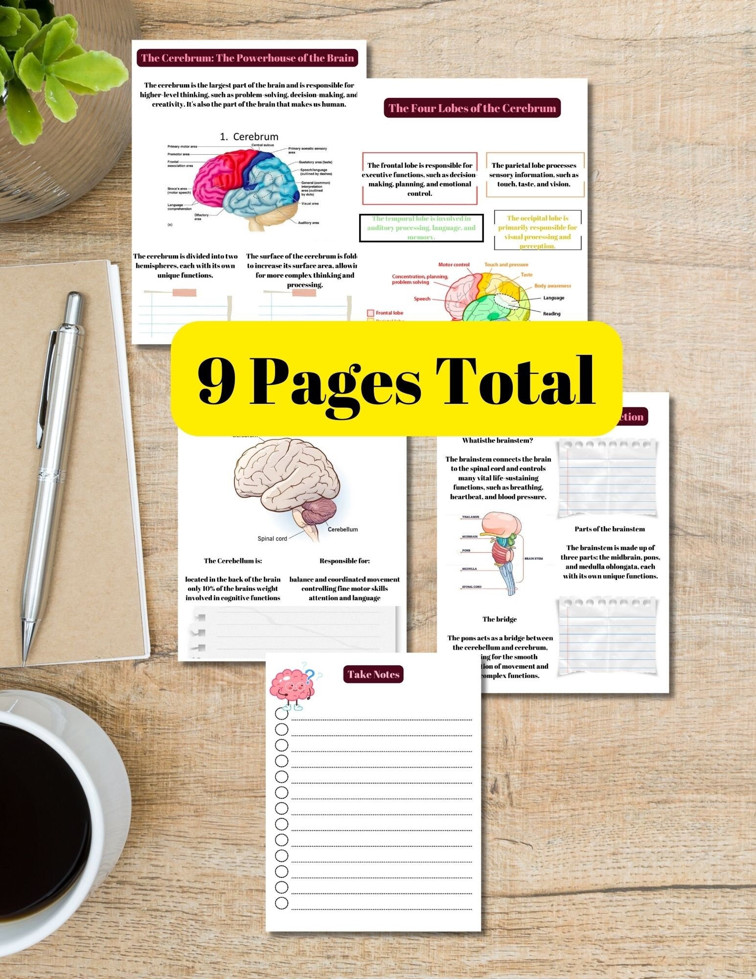 The Brain an Overview, Nursing Notes, Brain Anatomy, New Nurse Notes ...