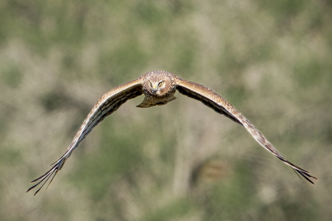 Digital Download, Northern Harrier, Hawk, Bird Photography, Wildlife ...