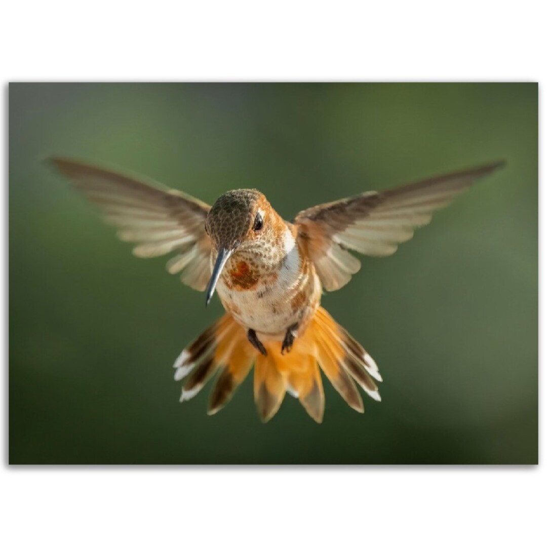 Bird Photography, Bird Print, Hummingbird, Wildlife Photography, Wall ...