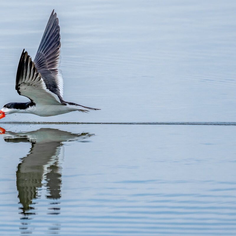 Black Skimmer Bird - Etsy