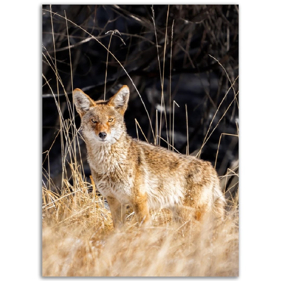 Wildlife Photography, Coyote, Forest, Wilderness, Meadow, Wildlife ...