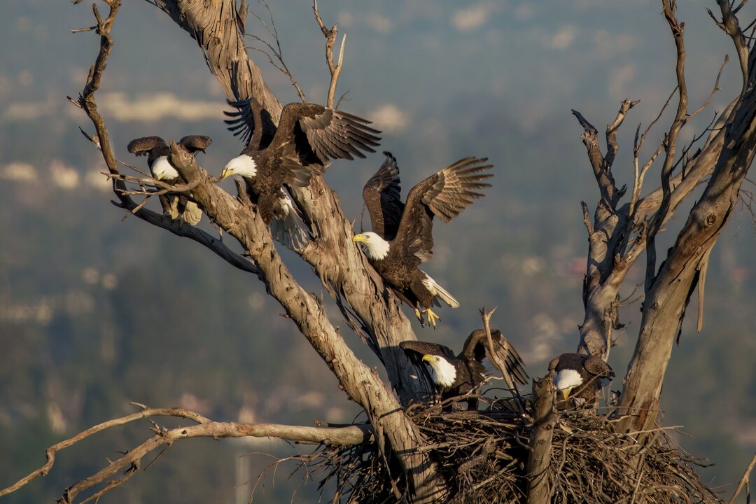 Digital Download, Bald Eagle, Bird Photography, Wildlife Photography ...